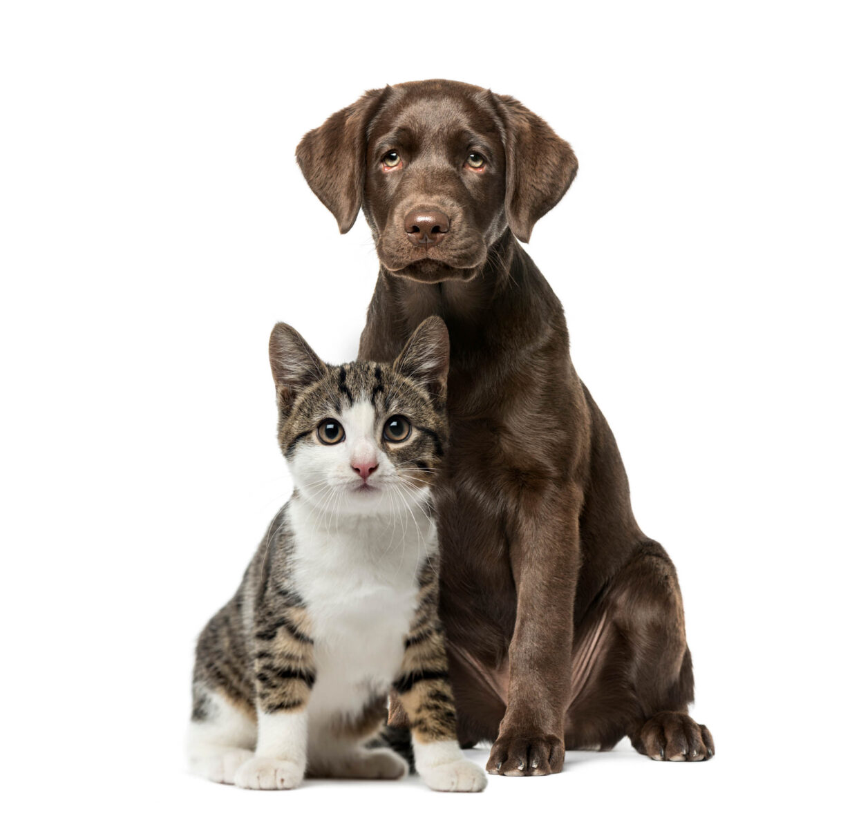 Veterinarian in Jeffersonville | Eastside Animal Hospital